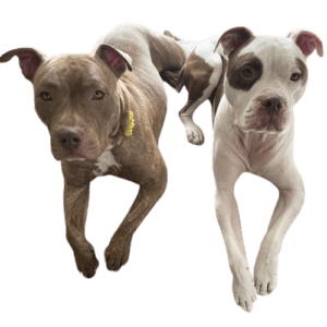 Save-A-Bull Rescue – Rescue Your Rescue