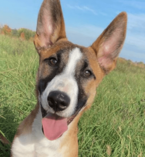 Contact – Save-A-Bull Rescue