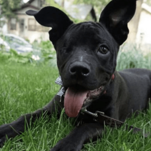 Foster – Save-A-Bull Rescue