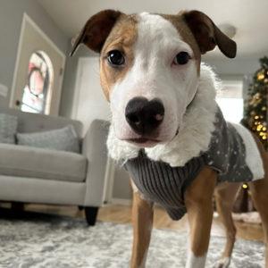 Save-A-Bull Rescue – Rescue Your Rescue