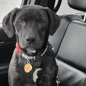 Save-A-Bull Rescue – Rescue Your Rescue