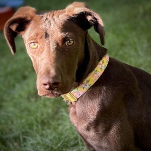 Available Dogs – Save-A-Bull Rescue