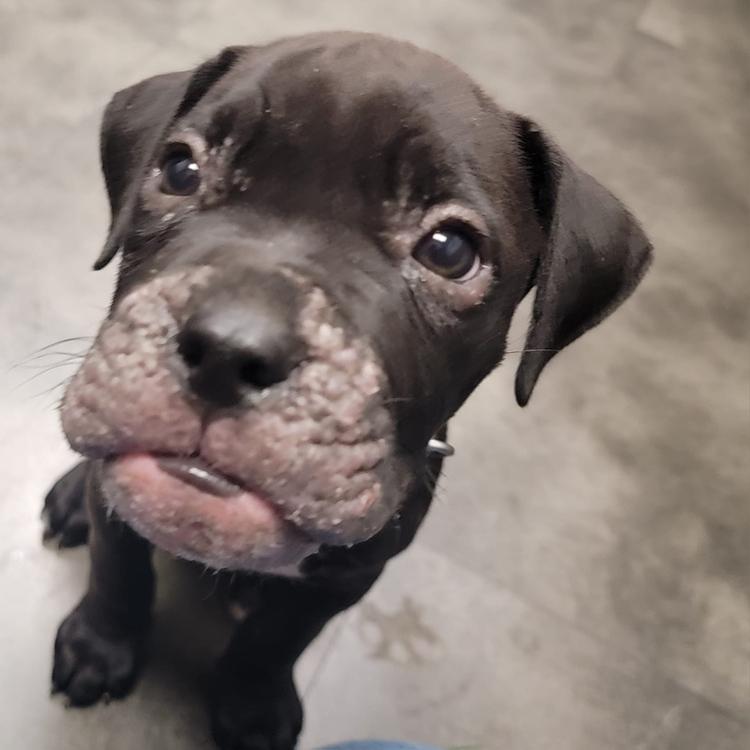 Recovery Room Dogs – Save-A-Bull Rescue