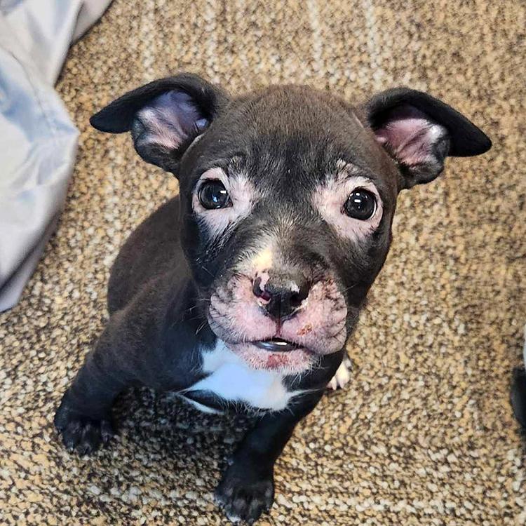 Recovery Room Dogs – Save-A-Bull Rescue