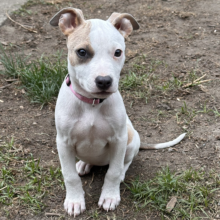 Maple – Save-A-Bull Rescue